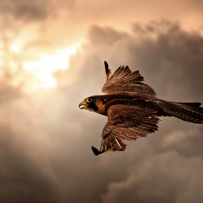 Falcon One | JenniFalconMusic