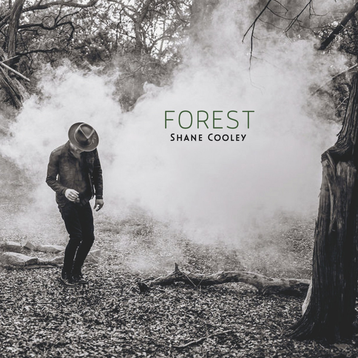 Forest | Shane Cooley