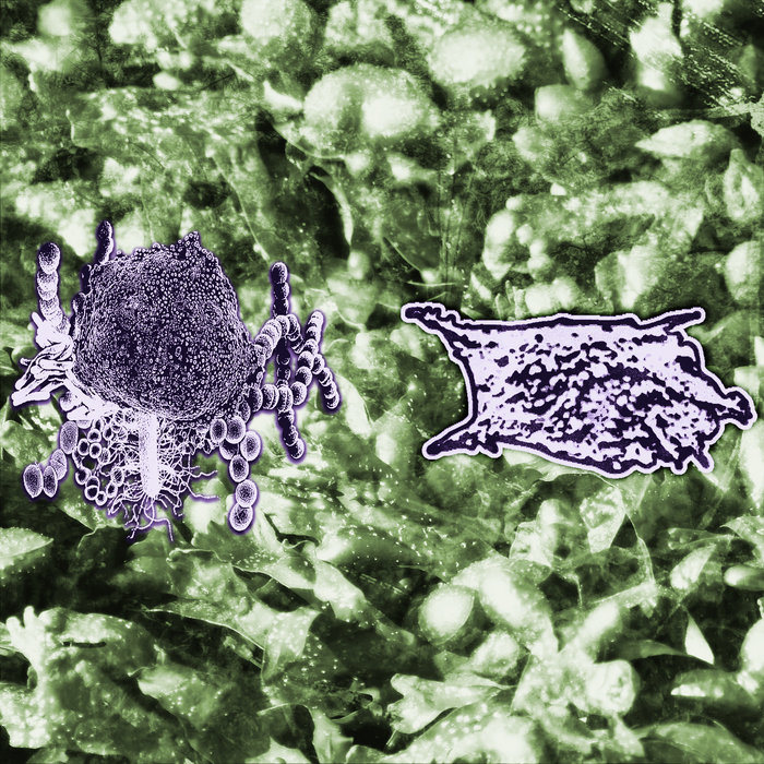 Sporadic Bacterial Colony Growth | 1xDxTxHxPx / MxRxSxAxCxOxAxDxNx ...