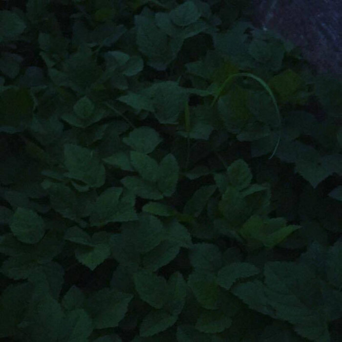 Agony (Yung Lean Cover) | HollowTown