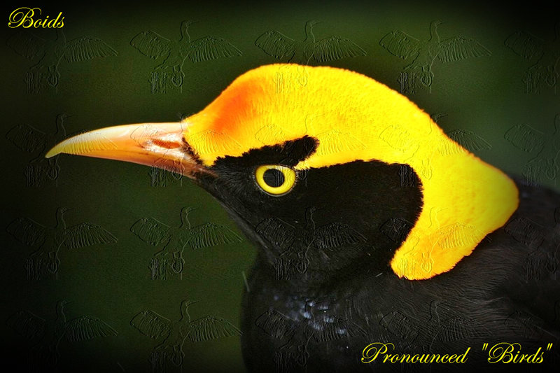 Pronounced "Birds" | Boids | Parkbench Records