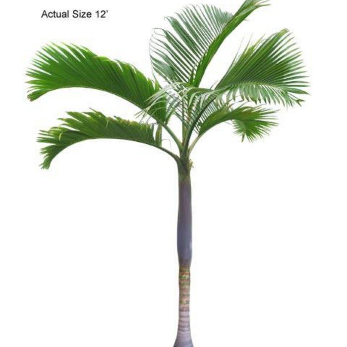 Arbor Day 2: Purple King Palm | Arbor Day