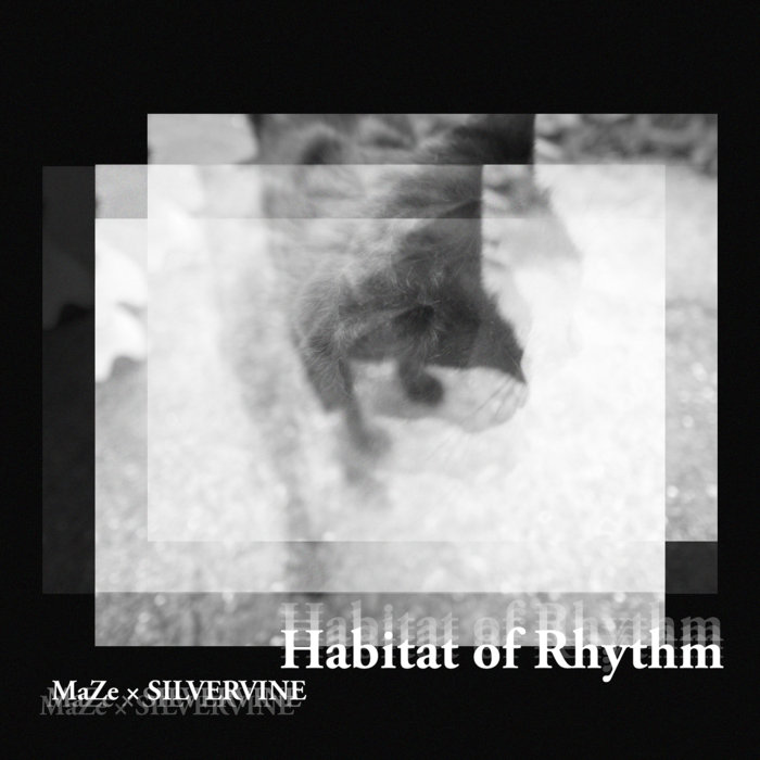 Habitat of Rhythm | MaZe x SILVERVINE | silvervine/bigcat