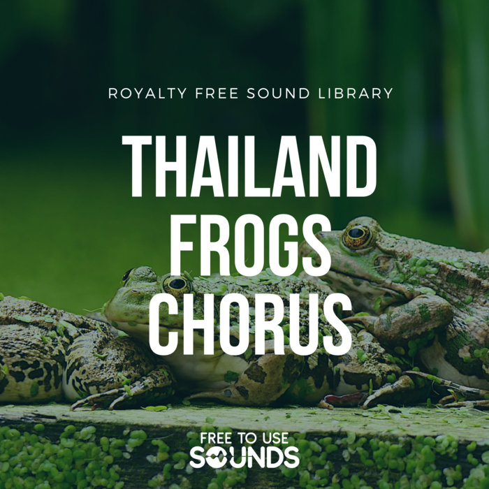 ANMLAmph-LR_Thailand-Animals, Amphibian, Frogs, Croaking, Night, Forest ...
