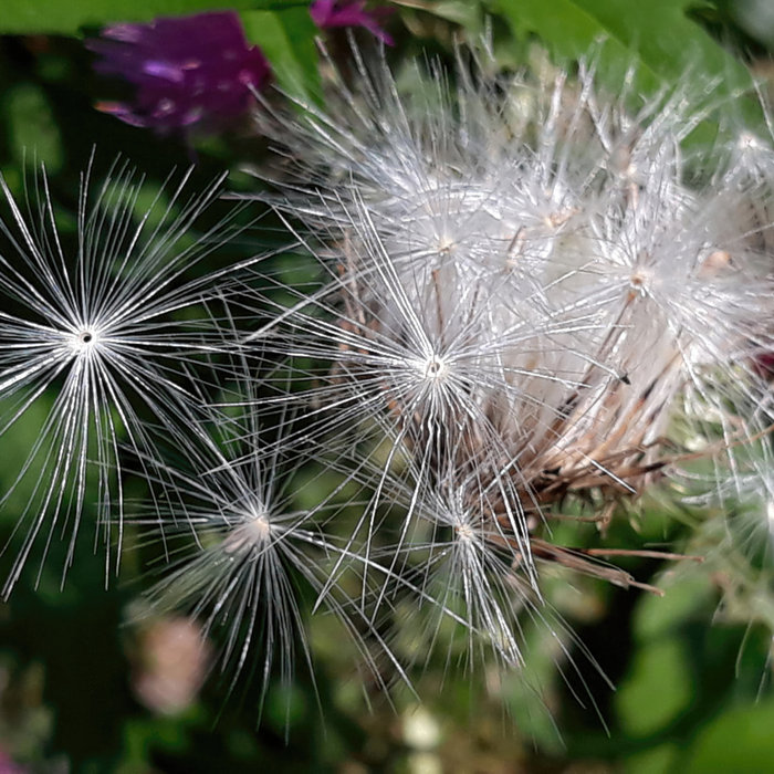 T.A.Z. [Temporary Autonomous Zone] | ELKA BONG