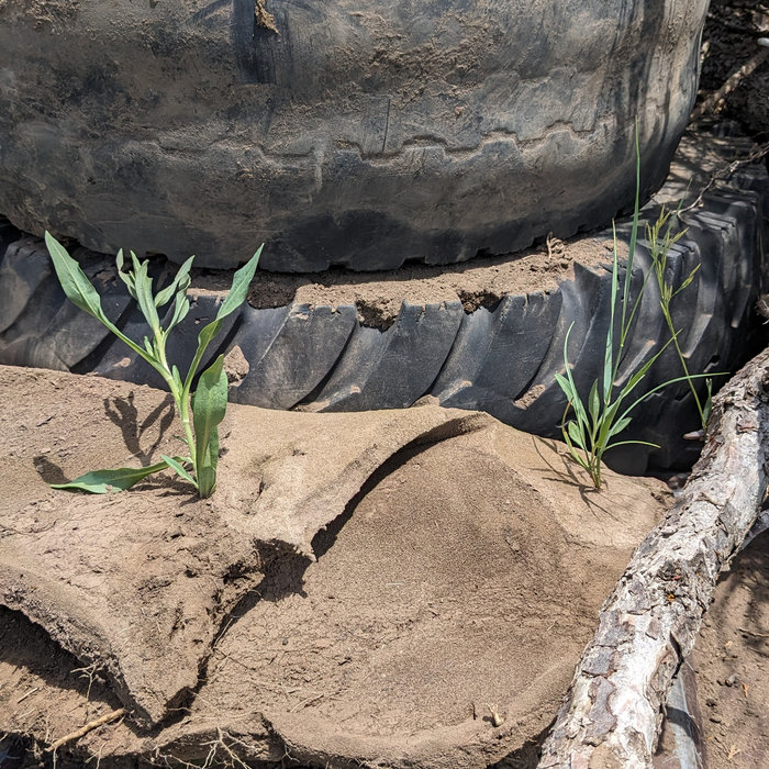 Grass Moonshell | diablis