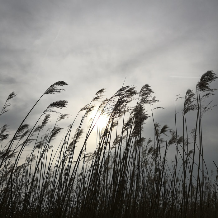 Into the Elixir Field | The Quietist