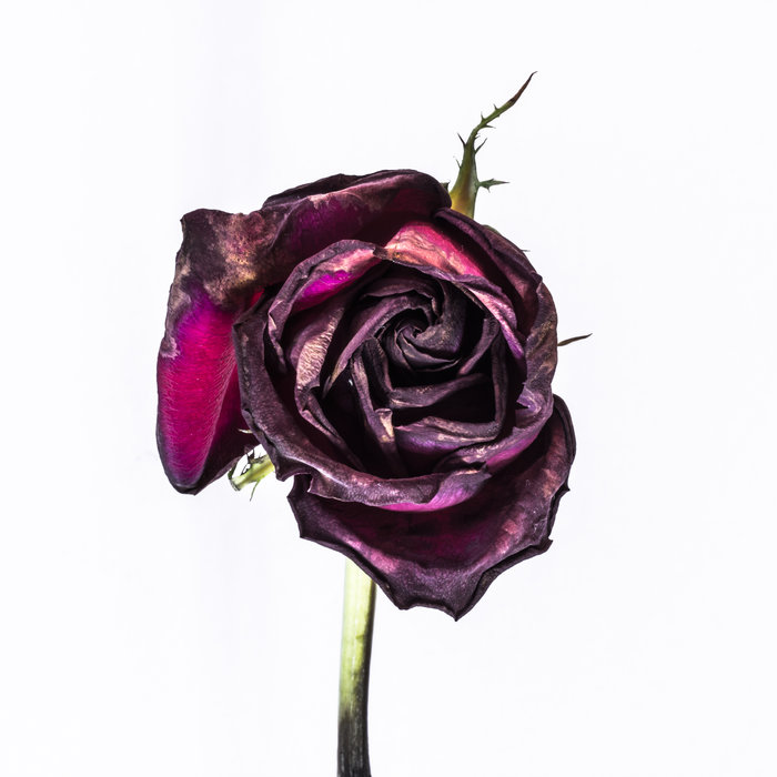 Leon Switch - From my heart | Leon Switch