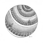 The Bird | Bill Fennell