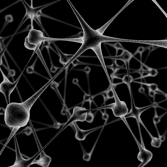 Sistema Uomo | SECTIO AUREA | Sectio Aurea Argot Digamma Anficlavis