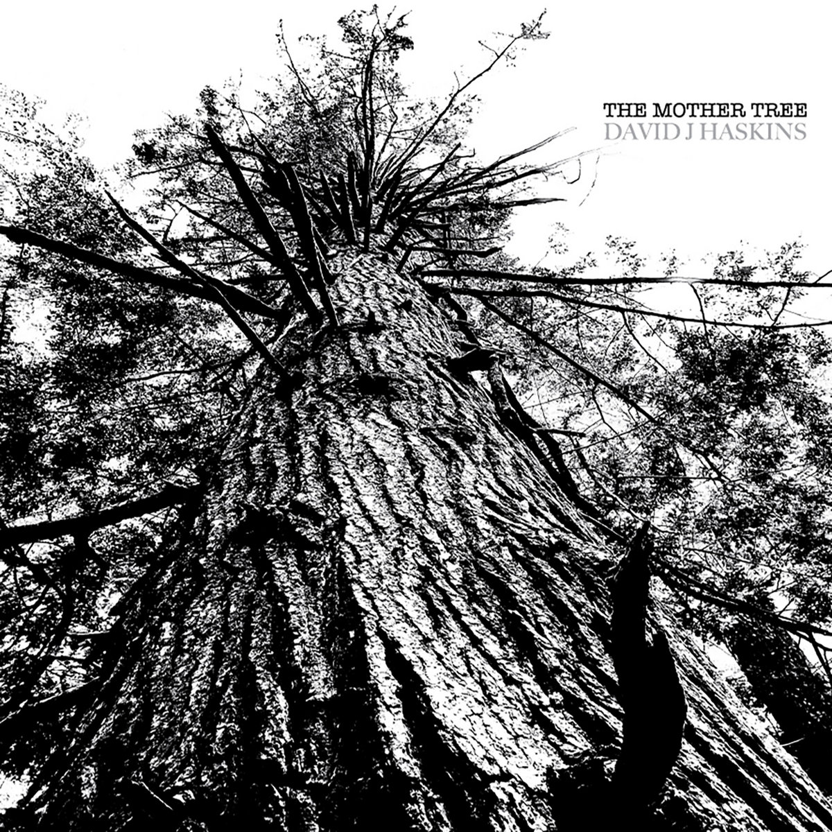 The Mother Tree | David J Haskins