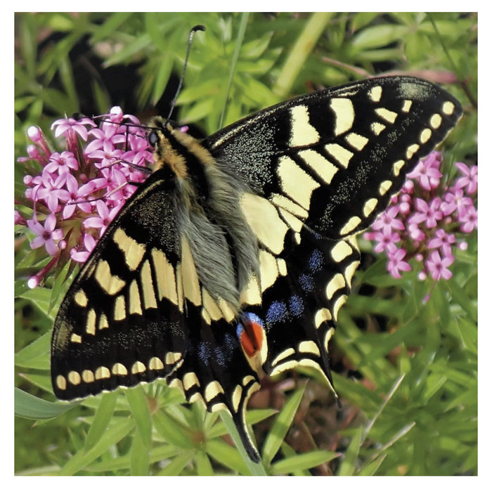 Swallowtail Season | The Happy Couple