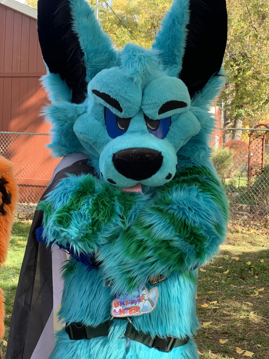 Howlin' Around The Furmas Tree | Brightwater Wolf