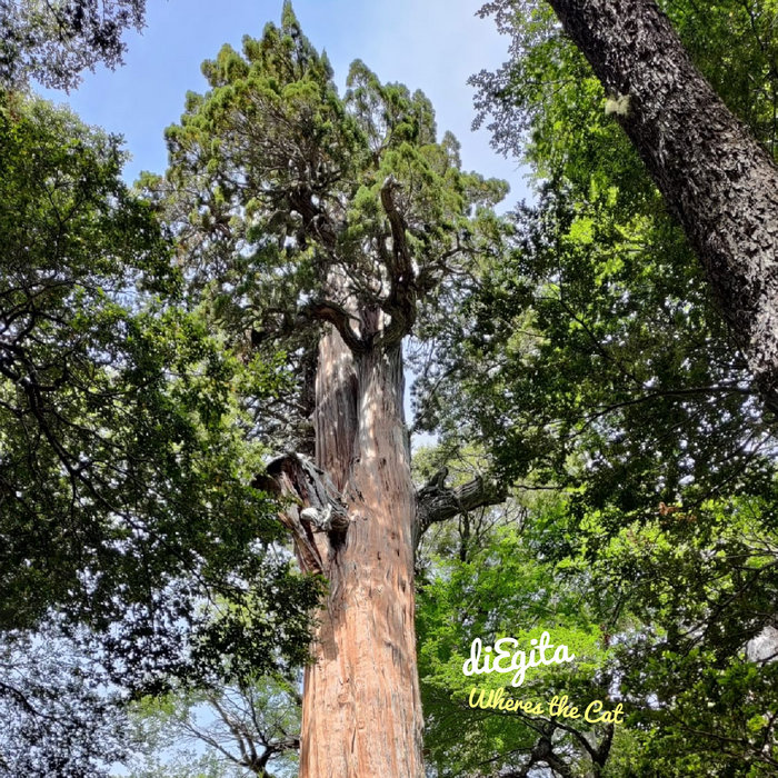 Wheres the Cat | diEgita