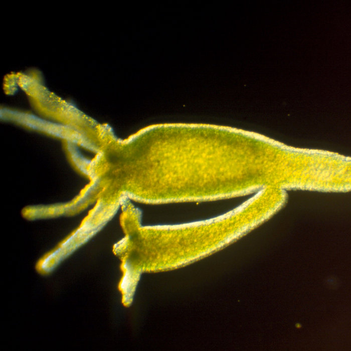 Hydra | Rainbow Halo Sun