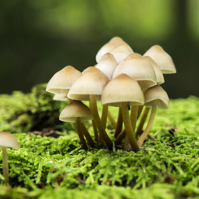 Mycelium Haze | Fungae