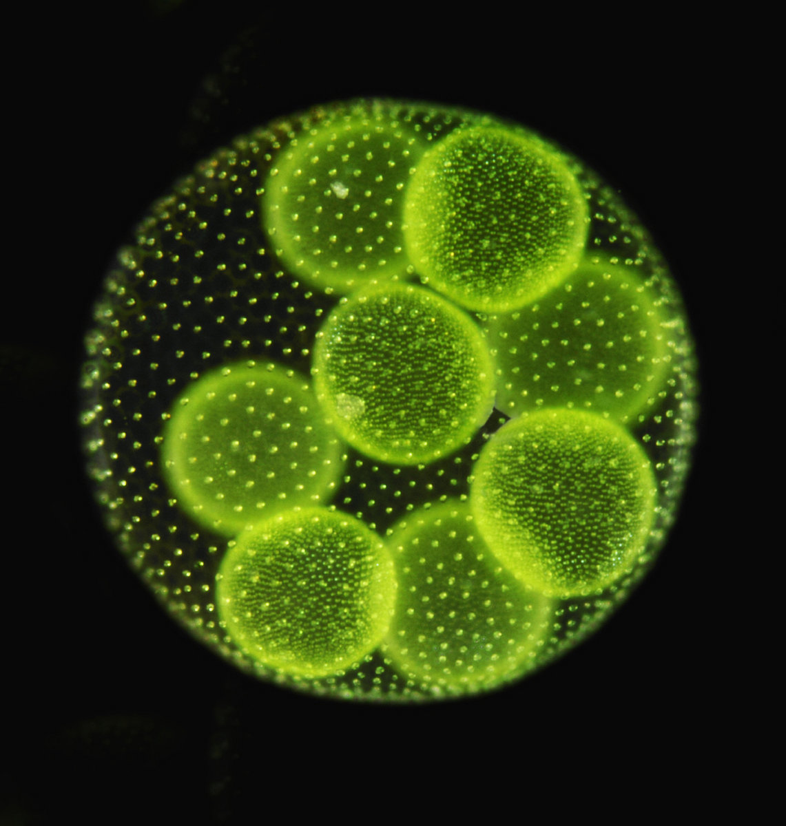 VolvoKs - Paradoxical Injunctions EP | VolvoKs | Cycle Operant