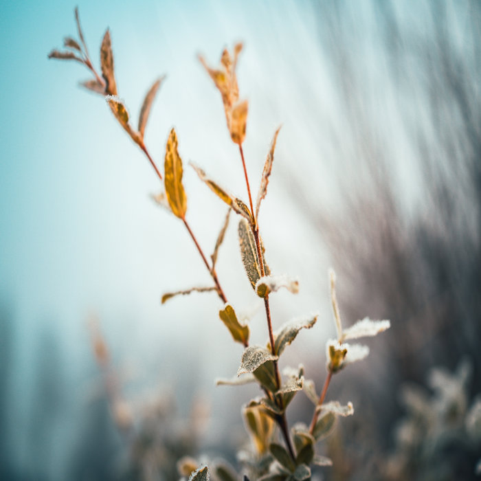 Cold Morning Light | Noel Klein | Aether Gaze