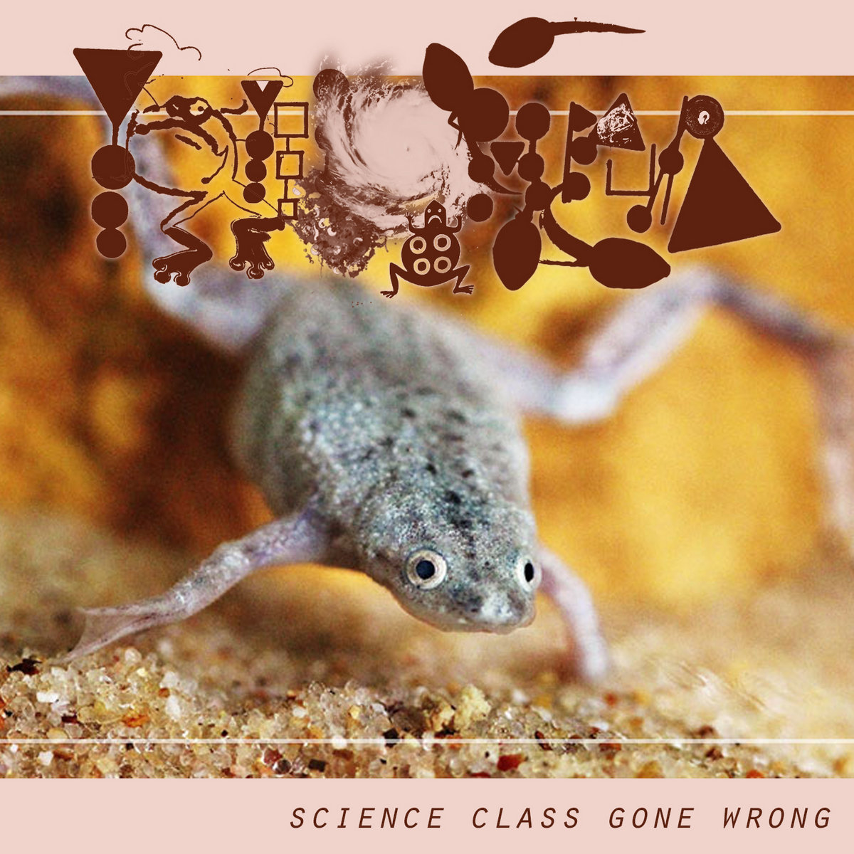 scienceclassgonewrong | Phyllomedusa