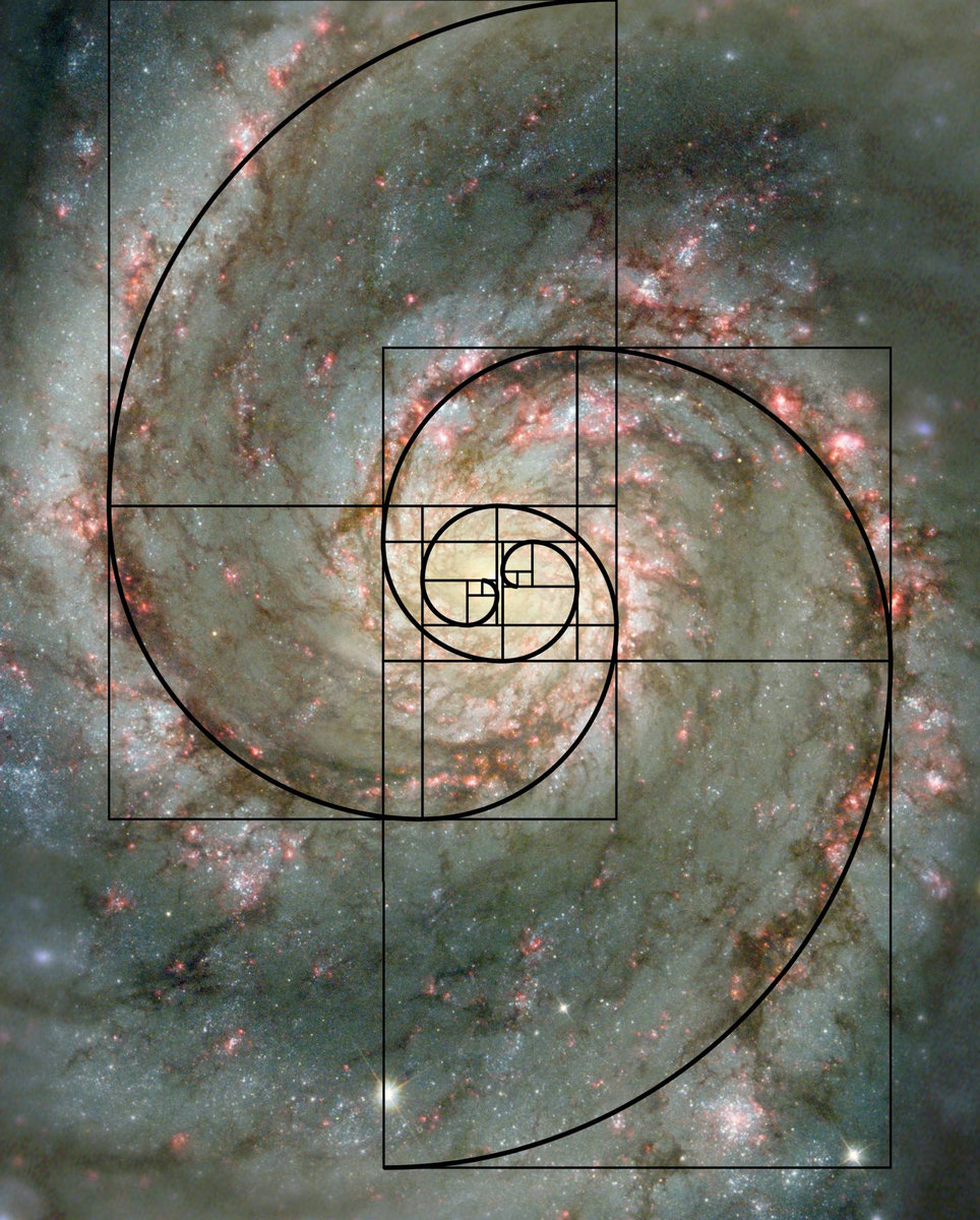 The Common Occurrence Of The Fibonacci Sequence In Nature Clayton De Haan