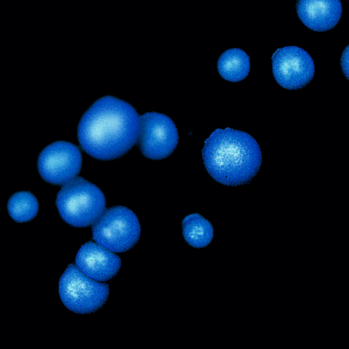 Natural Resonance | Eastport Lab