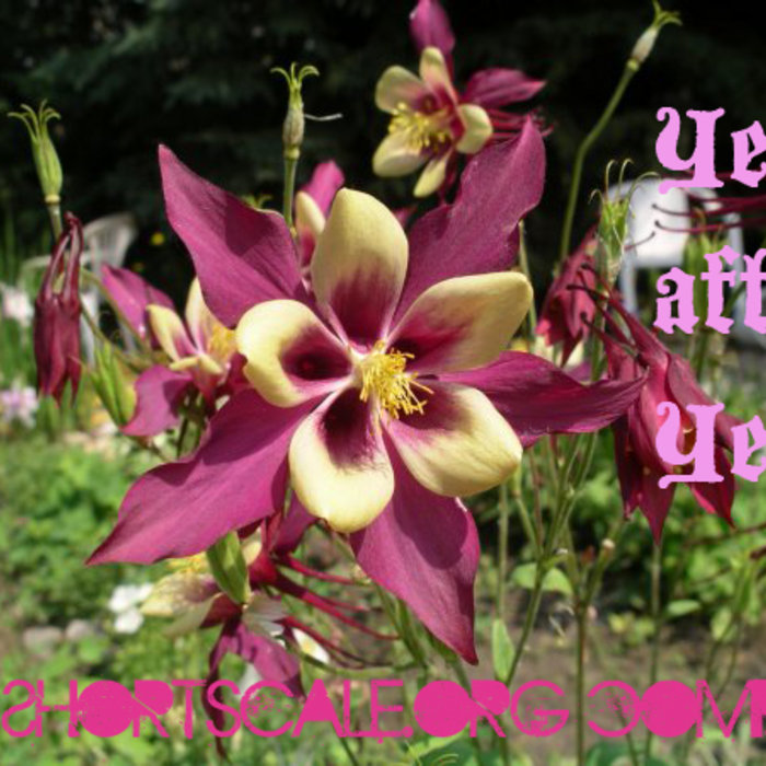 Year after Year compilation | Swing Hailey