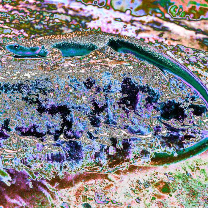 NEWT | James Shearman