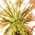 The Ether Room | HansTwite