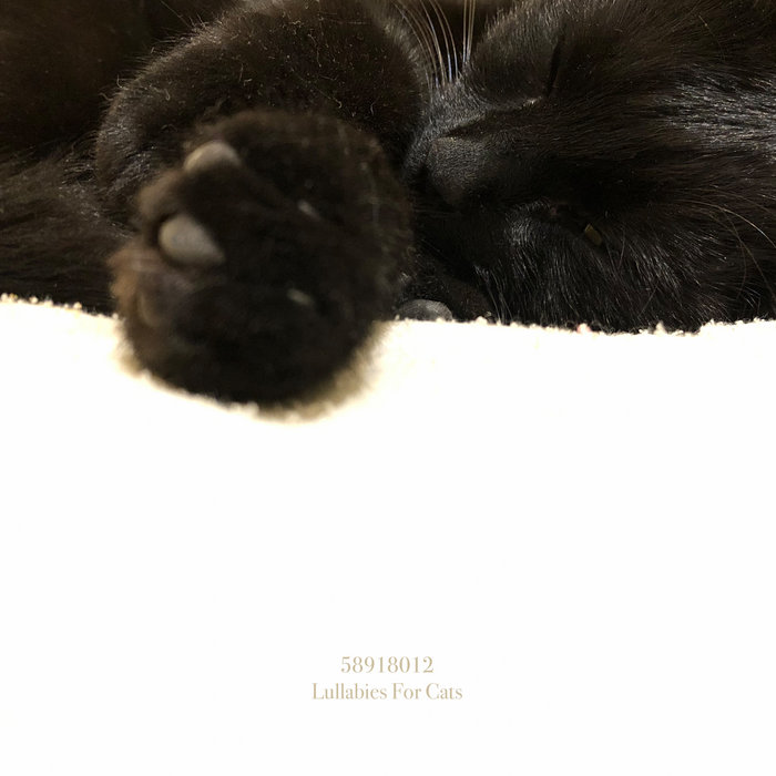 Lullabies For Cats | 58918012