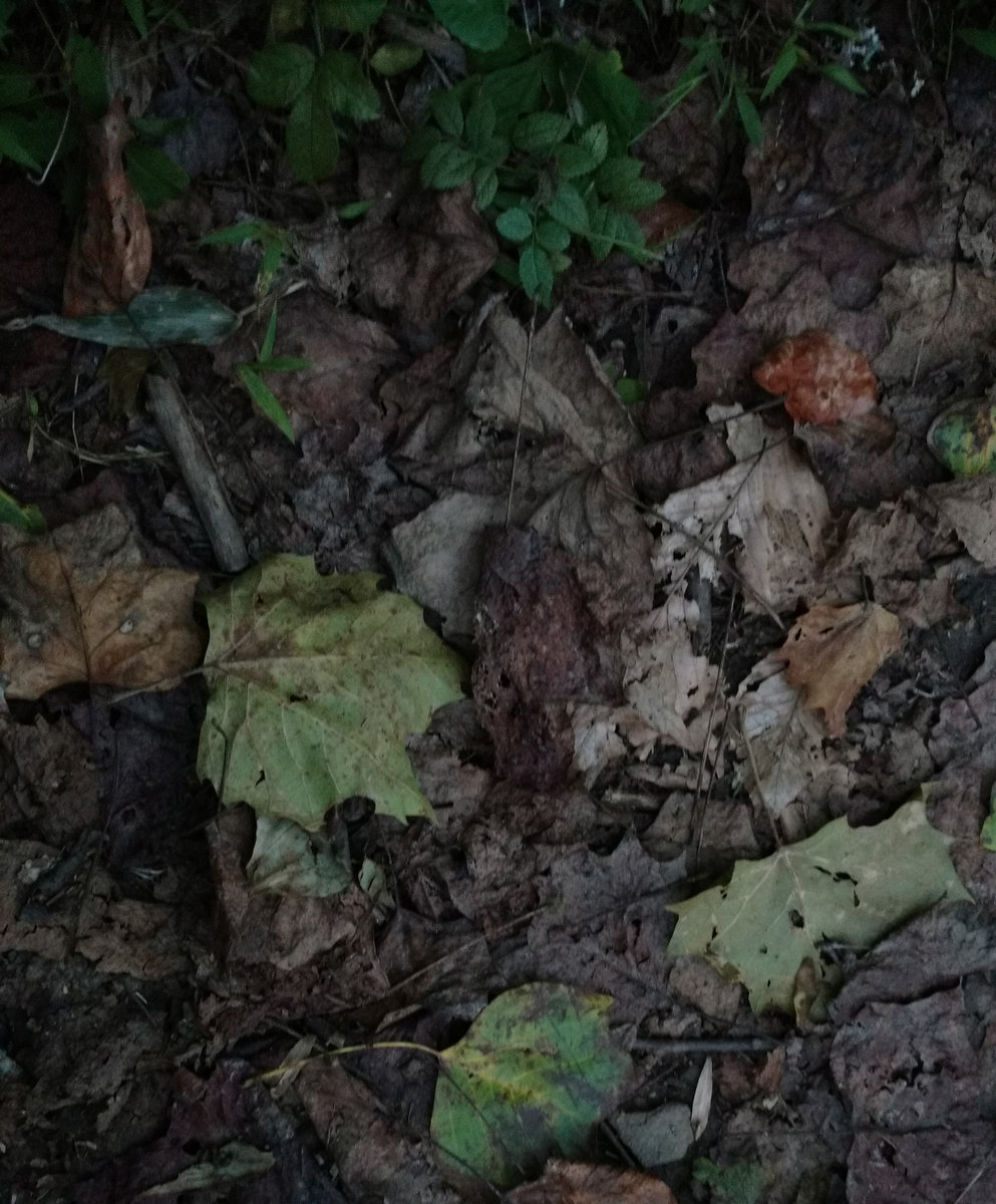 Boxing Ring Demos | Justin Wooten | Bobo Records