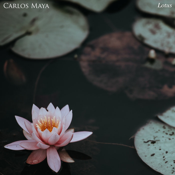 Lotus | Carlos Maya | Raighes Factory