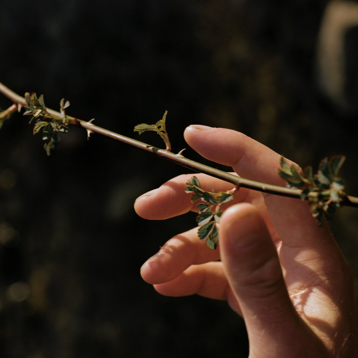 Heartfall | Miles Hewitt