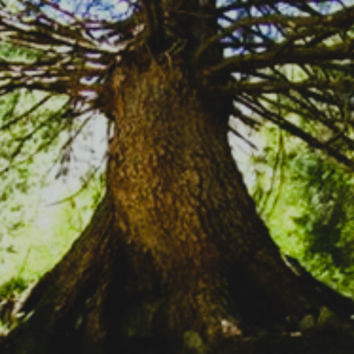 GBD trio with Danilo Gallo live - giovedinjazz | GBD trio with Danilo Gallo | Riccardo De ...