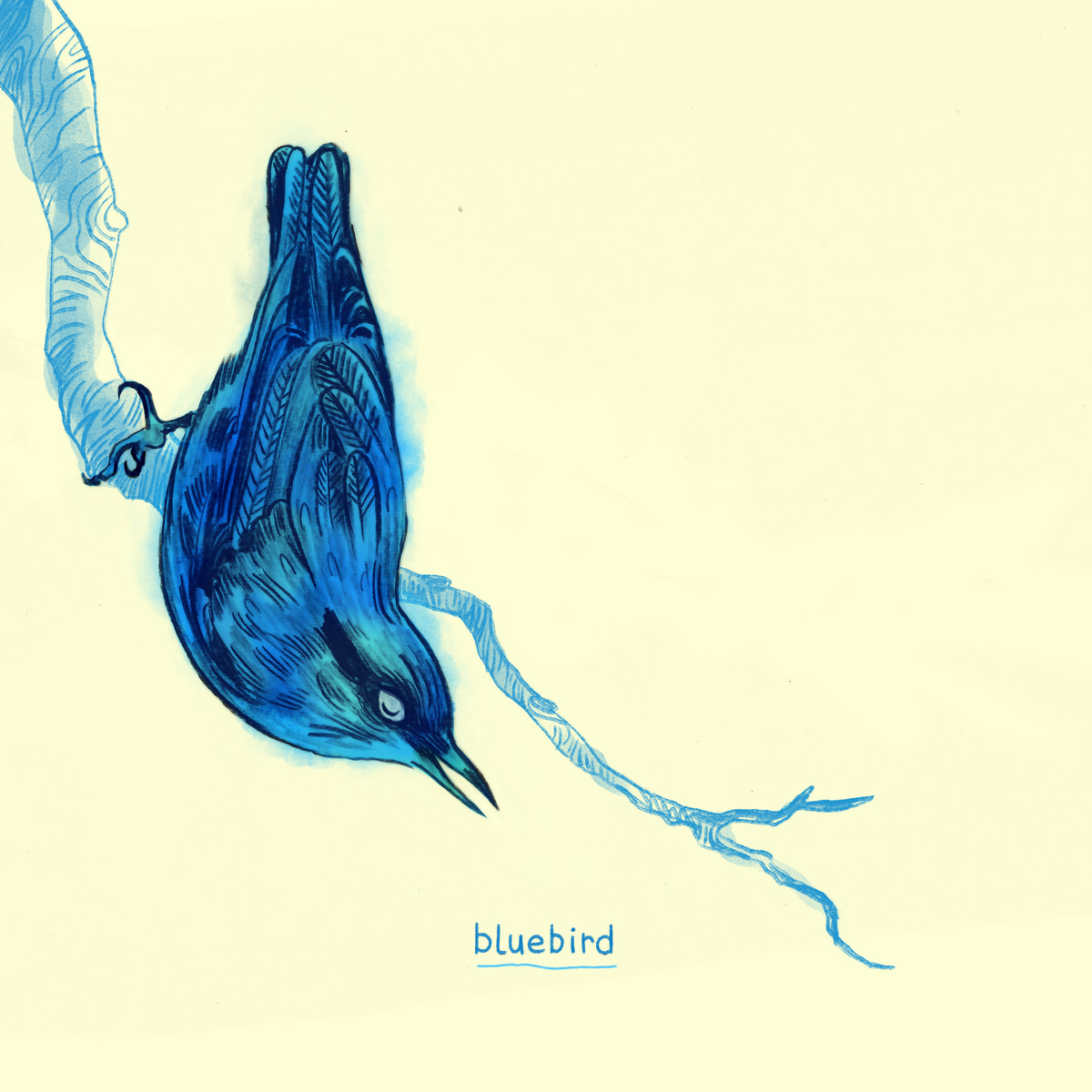Bluebird | Bluebird