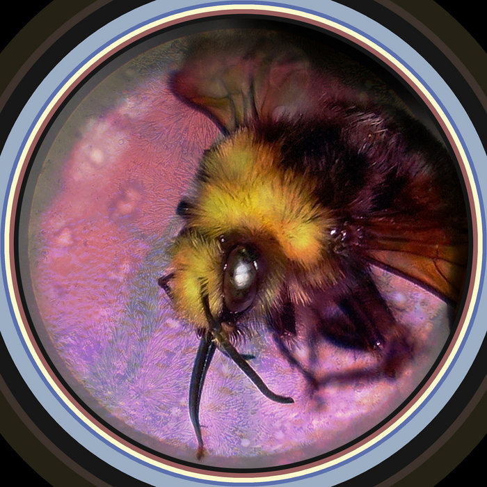 Exhausted Bee {2021} | irr. app. (ext.)