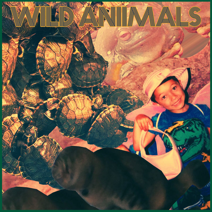 Wild Aniimals | Aniimal Camera