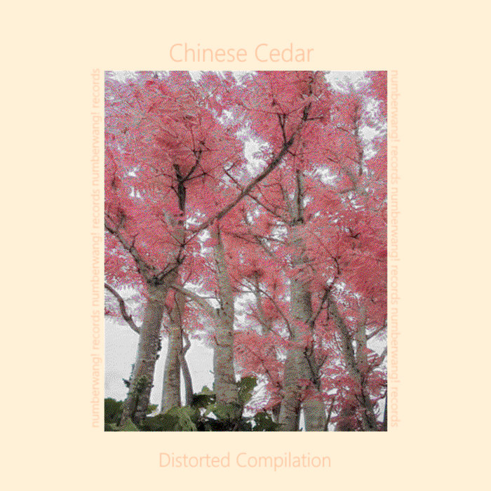Chinese Cedar | TOONA