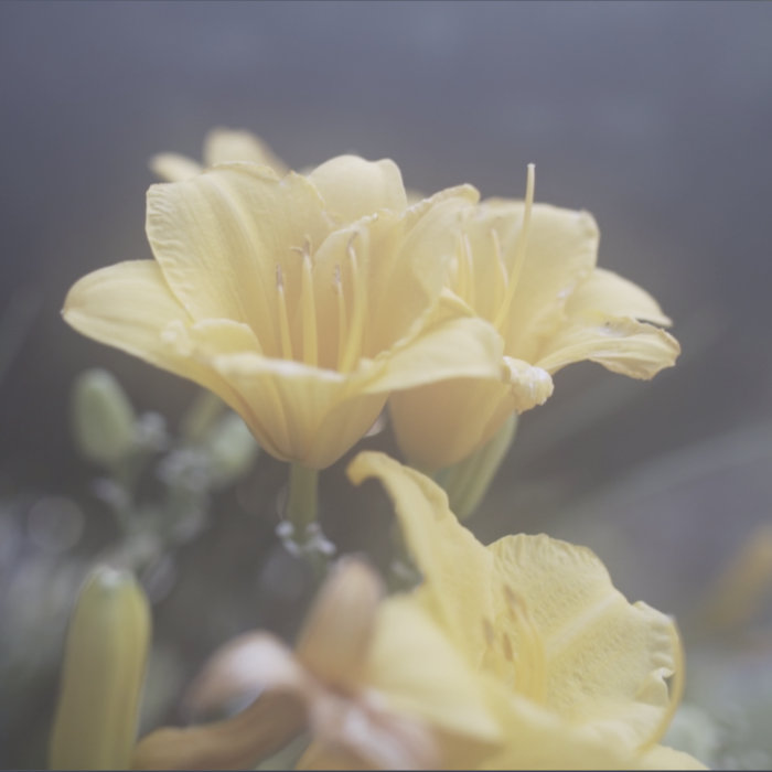 Aura | Sarah Longfield