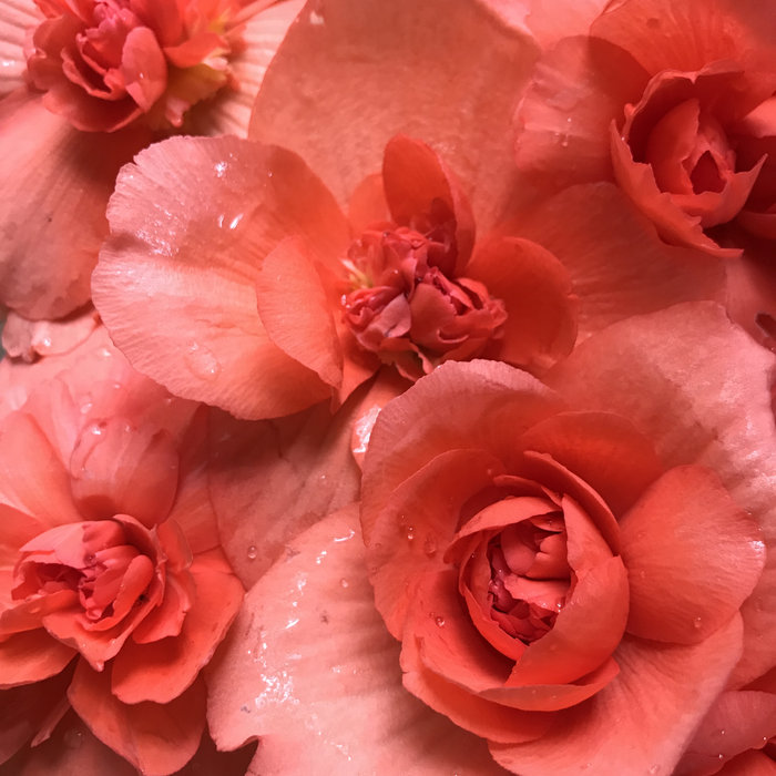 No Division | Rebecca Gates