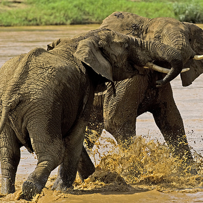 Raging Elephants | Fight Mannequins