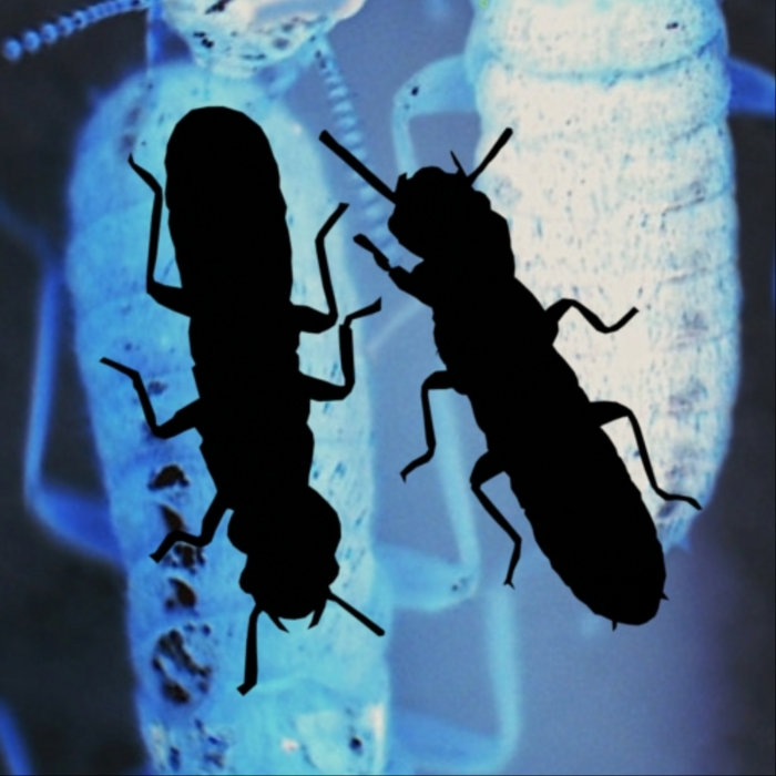 Termitarium II | Termitarium