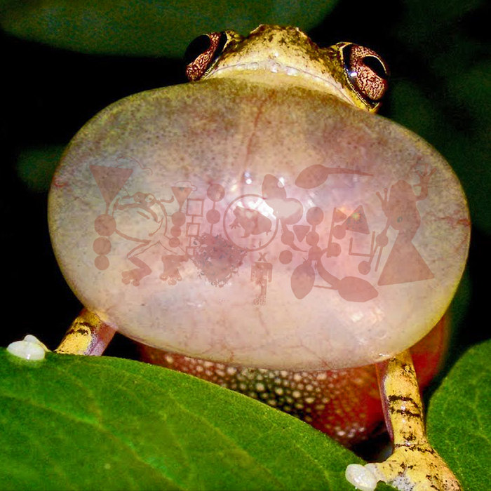 The Ennobling Of Vibrasonic Throatorture | Phyllomedusa