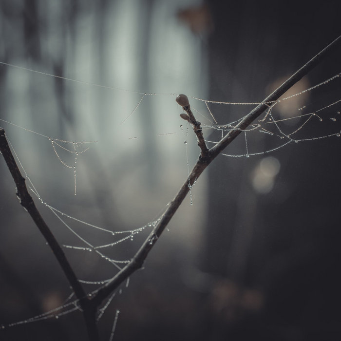 Spider Web | Lednik Frontier