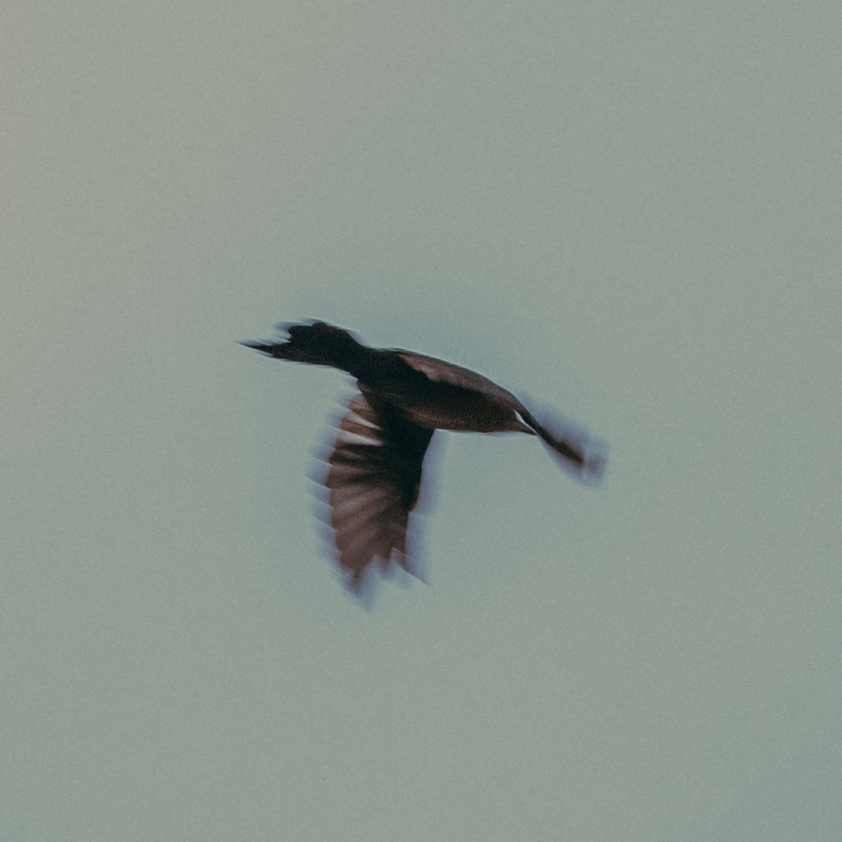 Remorsefully Numb | Remorsefully Numb