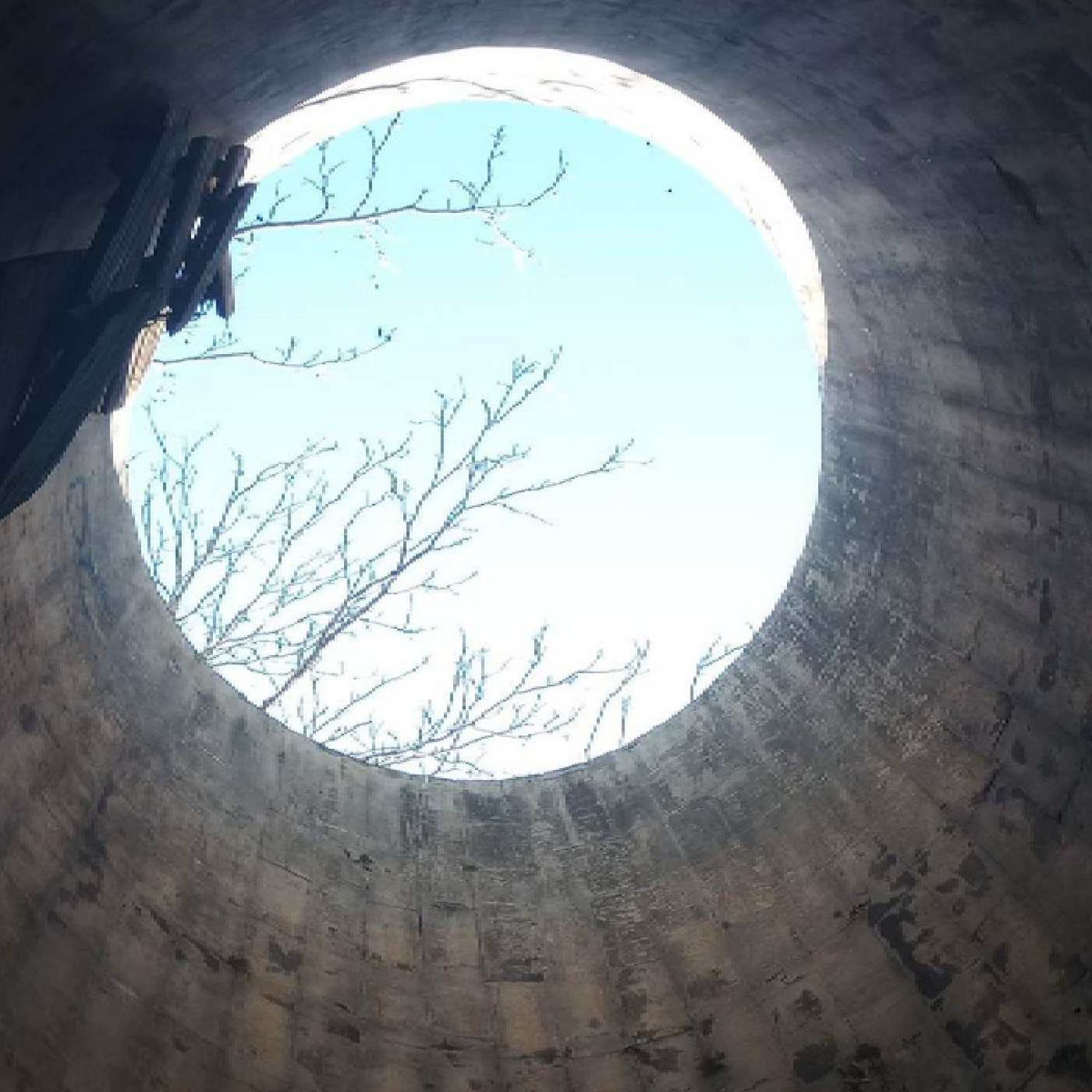 Lizard | Floral Flowers | Tangelo Mantis