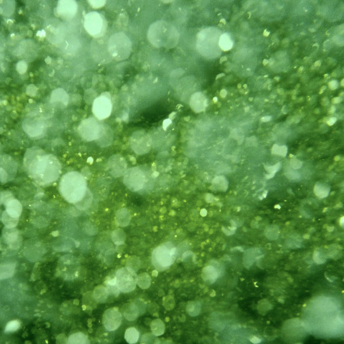 Wammi Petal | Jo Rad Silver