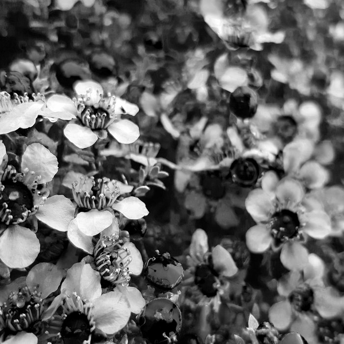 The Angel of Death | Leila Abdul-Rauf and Nathan A. Verrill