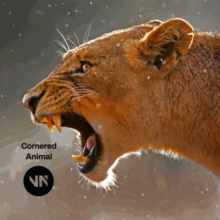 Cornered Animal | Vague Notion