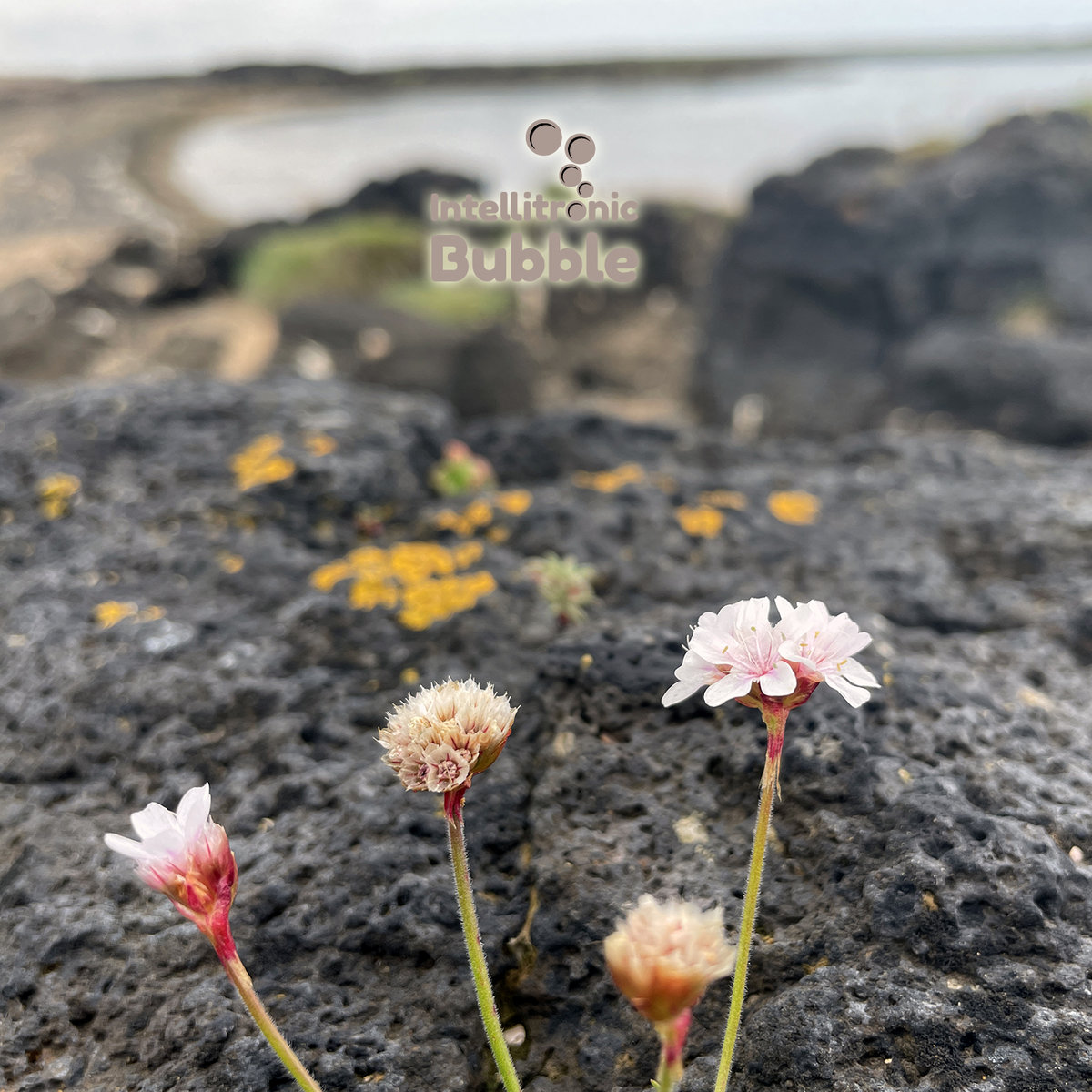Bubble Flowers に | Various | Intellitronic Bubble