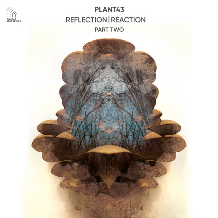Reflection Reaction Part Two Plant43